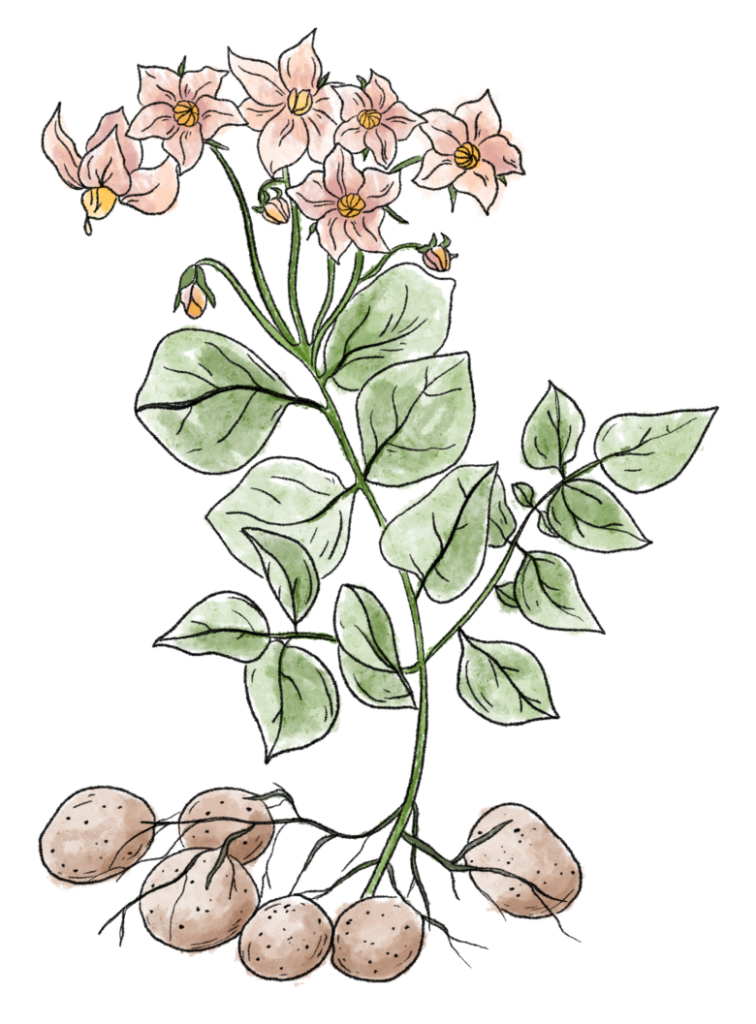 Meet the Faculty: Dr. Julie Pasche - NDSU Foundation Magazine